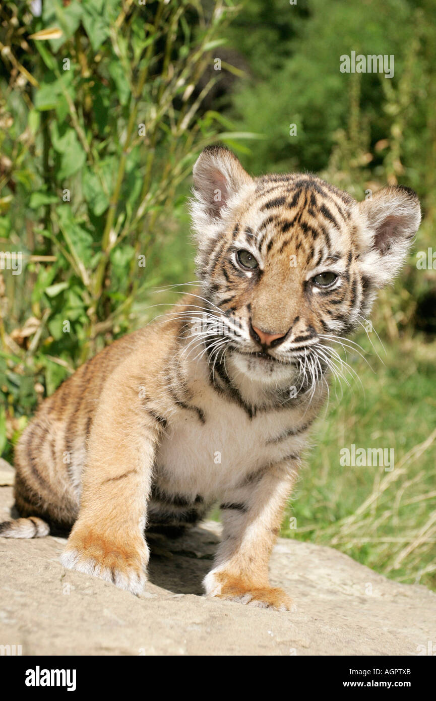 Sumatran Tiger / Sumatratiger Stock Photo - Alamy