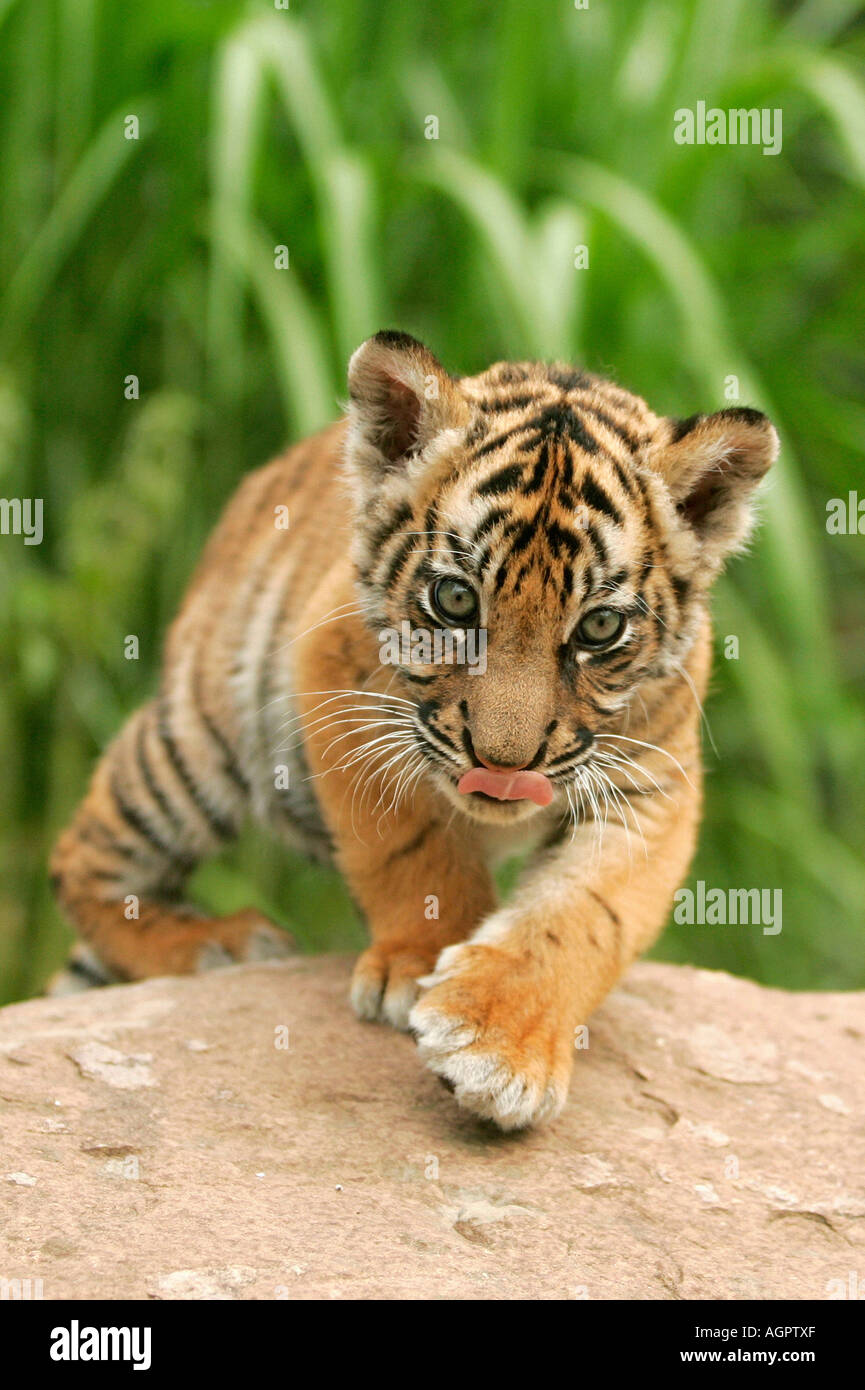 Sumatran Tiger / Sumatratiger Stock Photo - Alamy