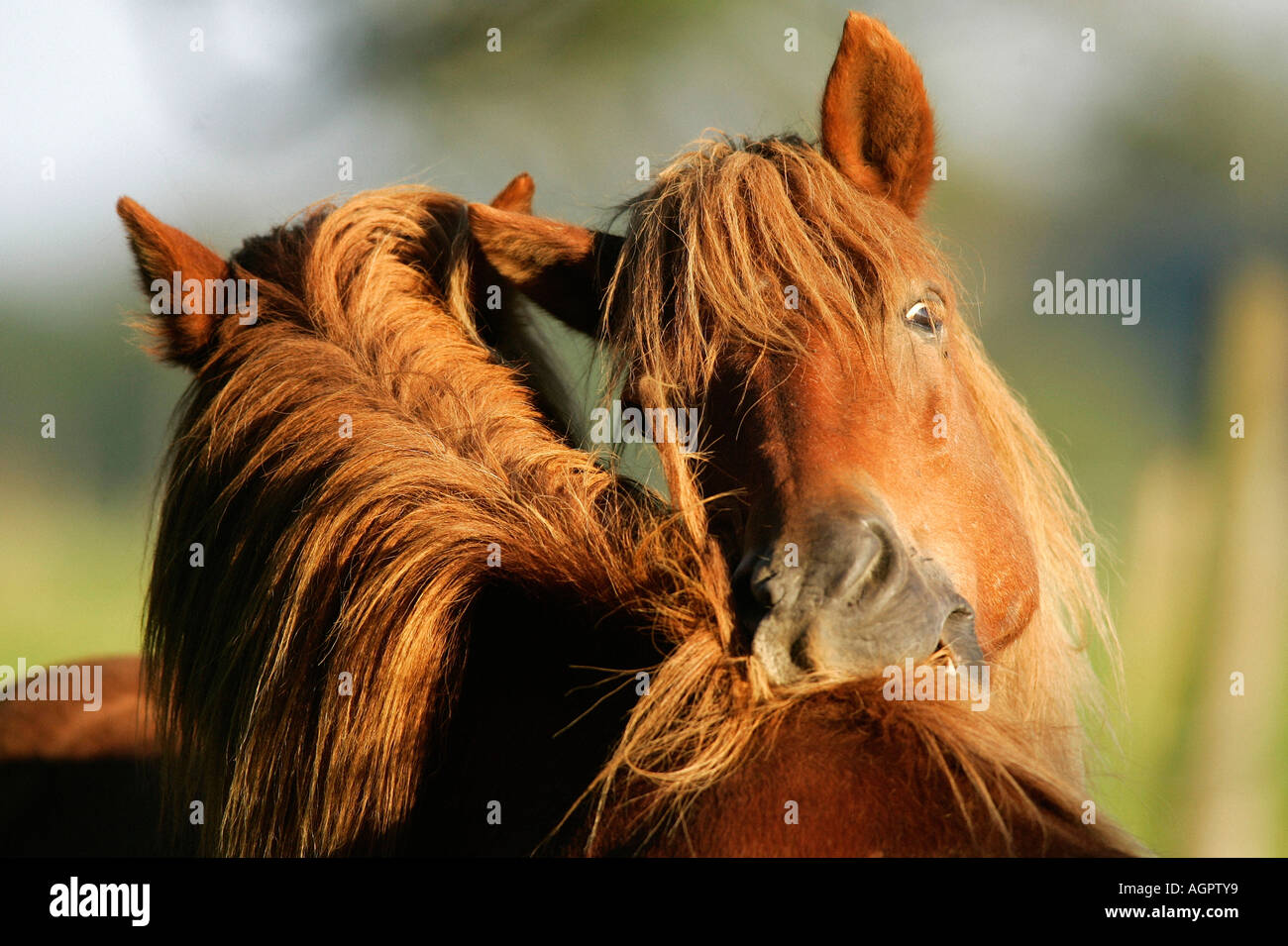 Islandic Horse / Islandpony / Islandpferd / Islaender Stock Photo - Alamy