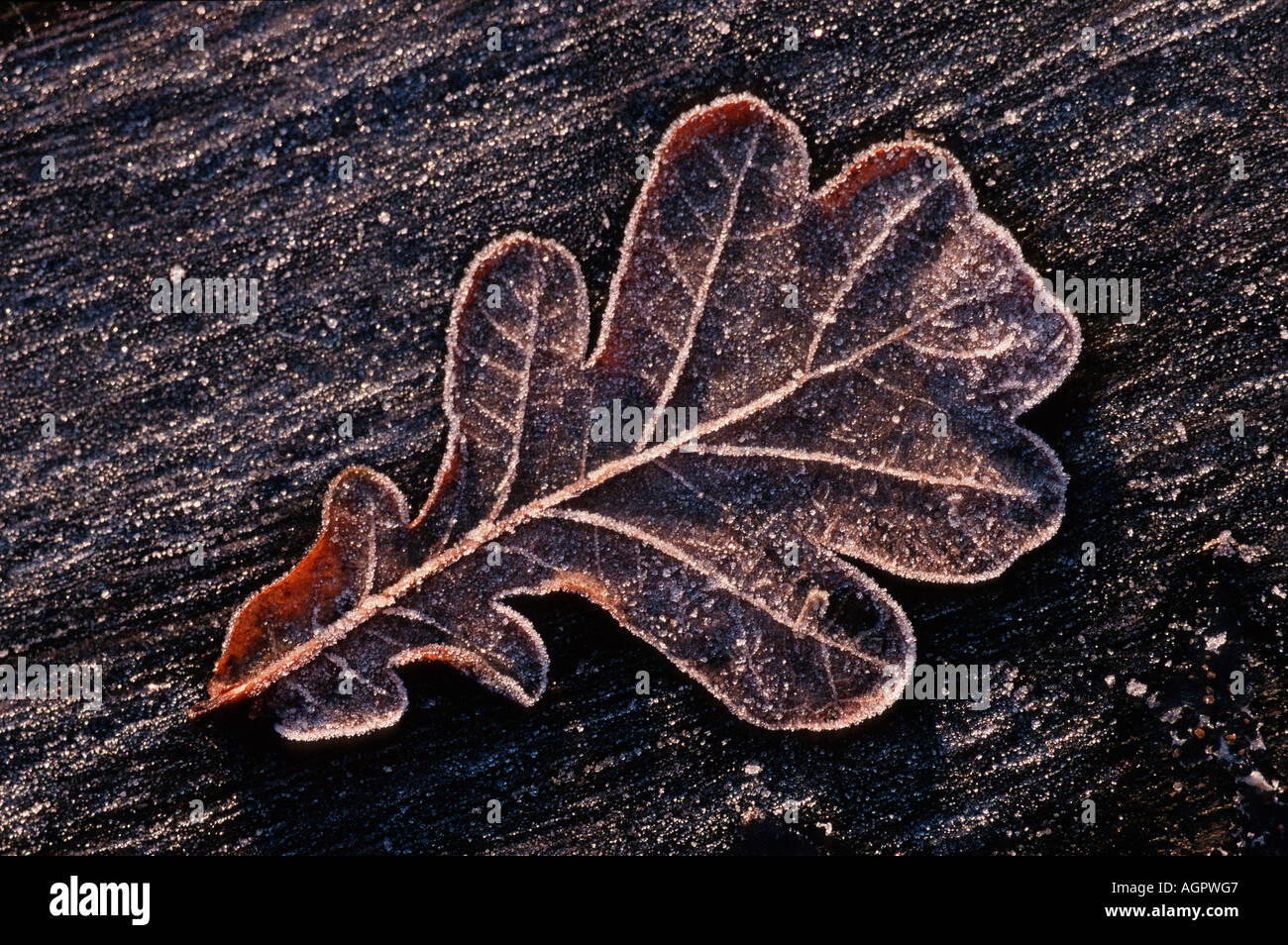 Eichenblatt hi-res stock photography and images - Alamy
