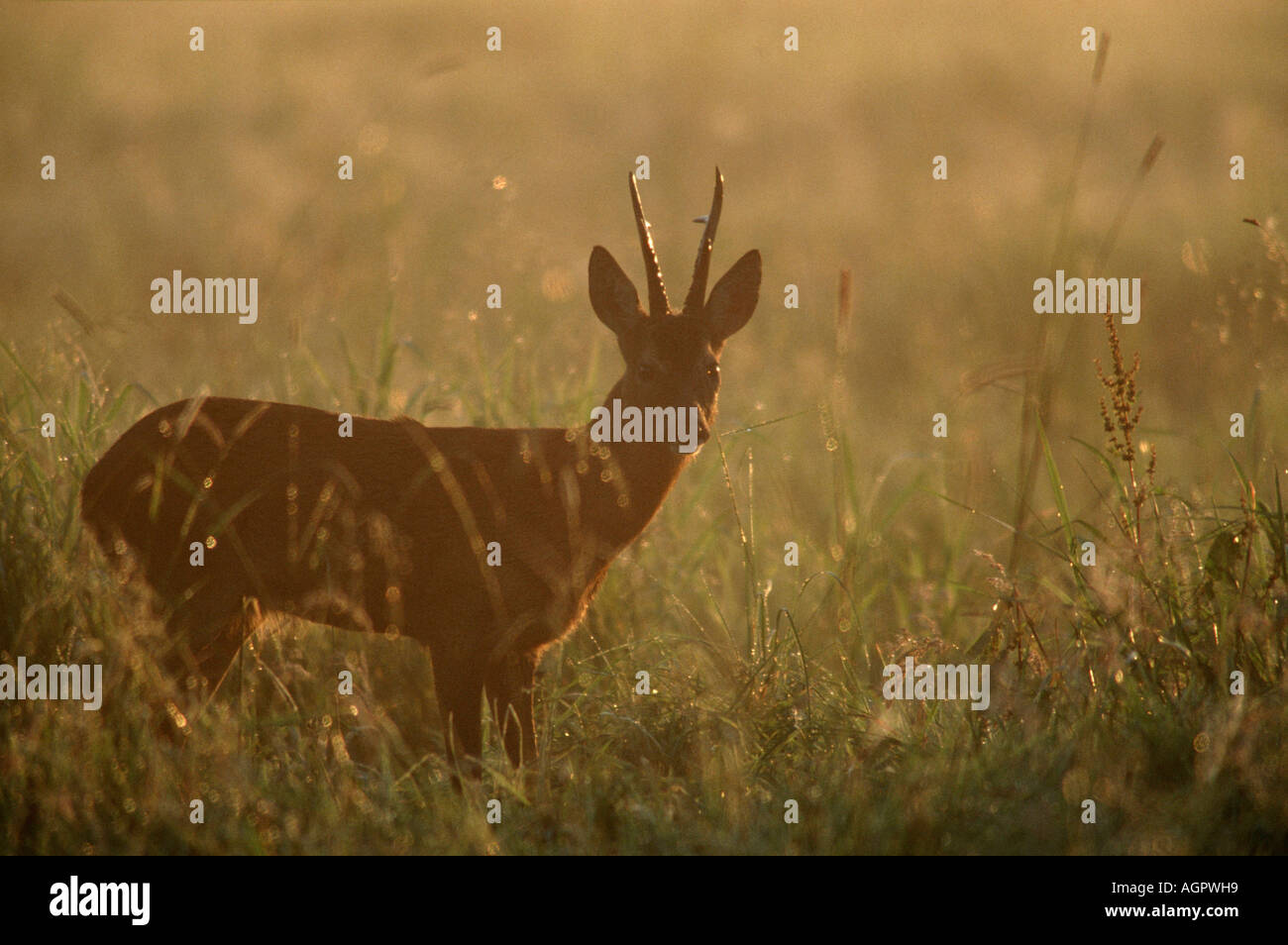 Roe Deer / Reh Stock Photo - Alamy