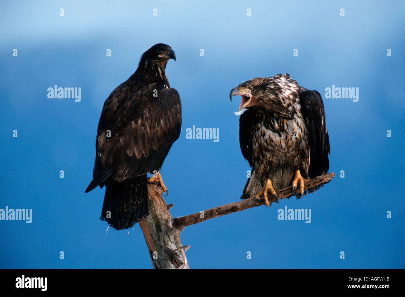 Bald Eagle / Weisskopfseeadler Stock Photo - Alamy