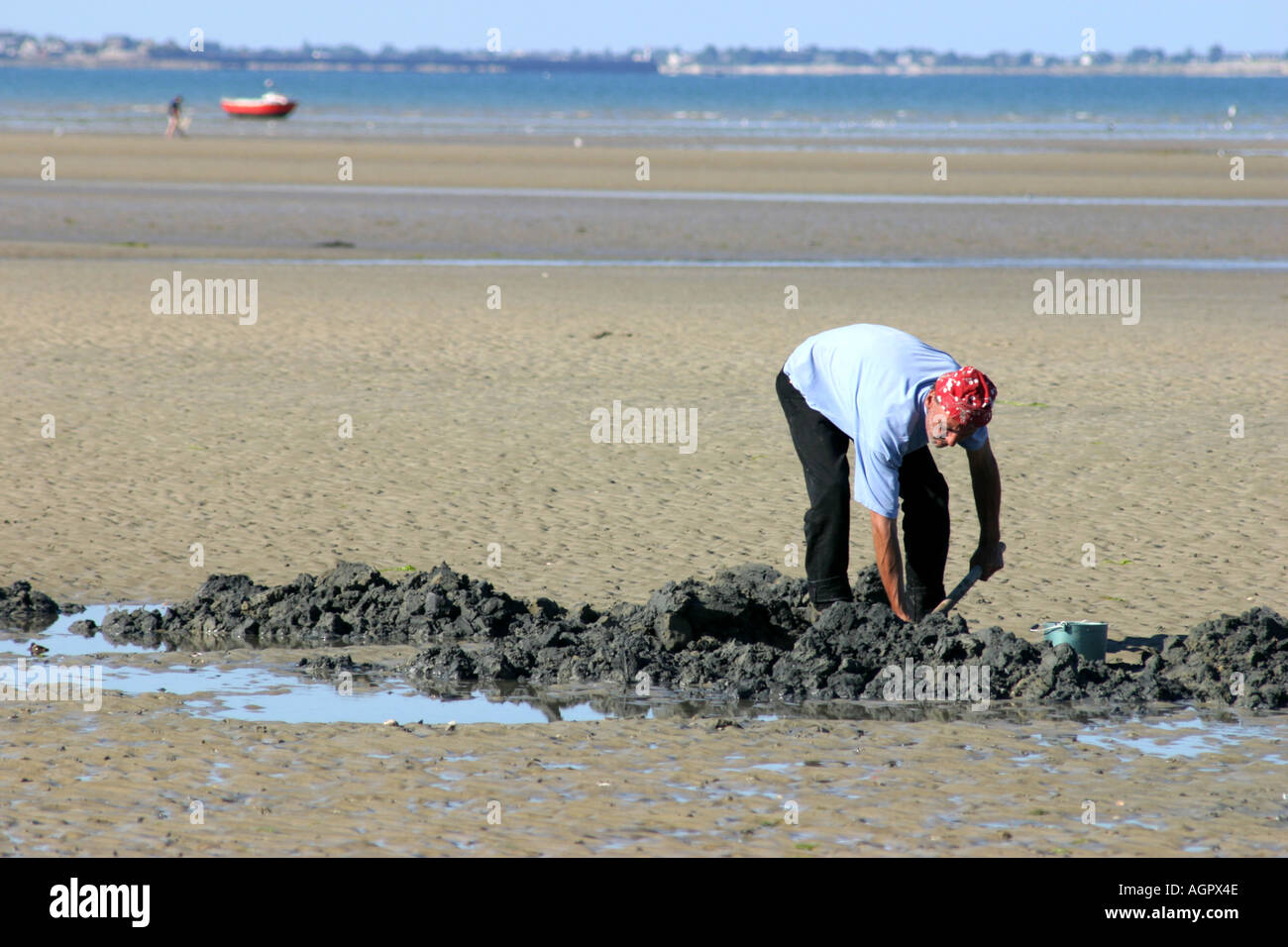 man digging for lugworms on beach in normandy france Stock Photo - Alamy