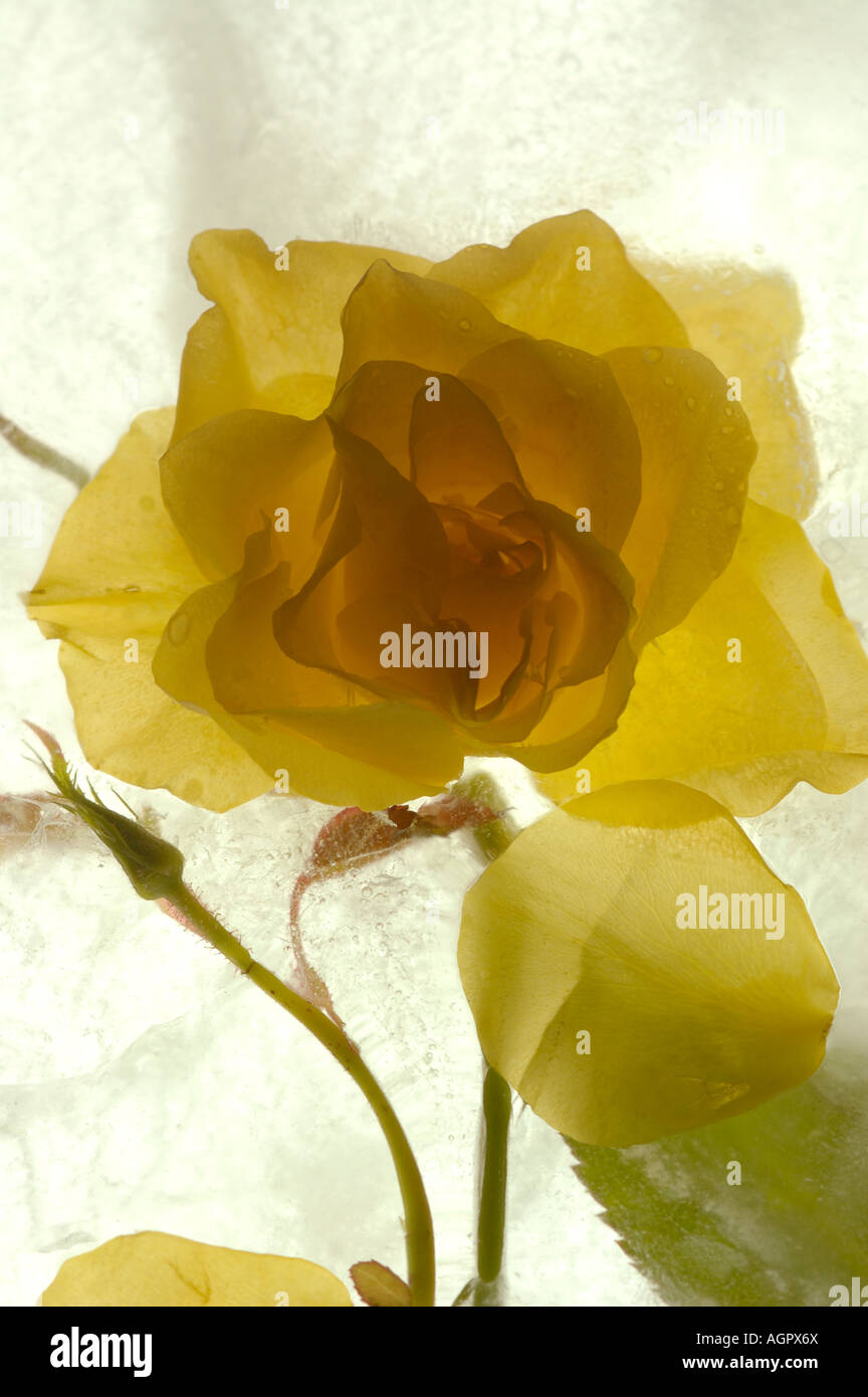 Yellow Rose- In Ice Stock Photo - Alamy