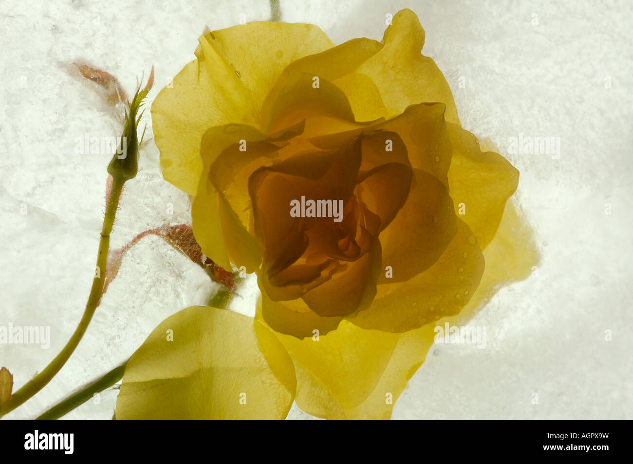 Yellow Rose- In Ice Stock Photo - Alamy