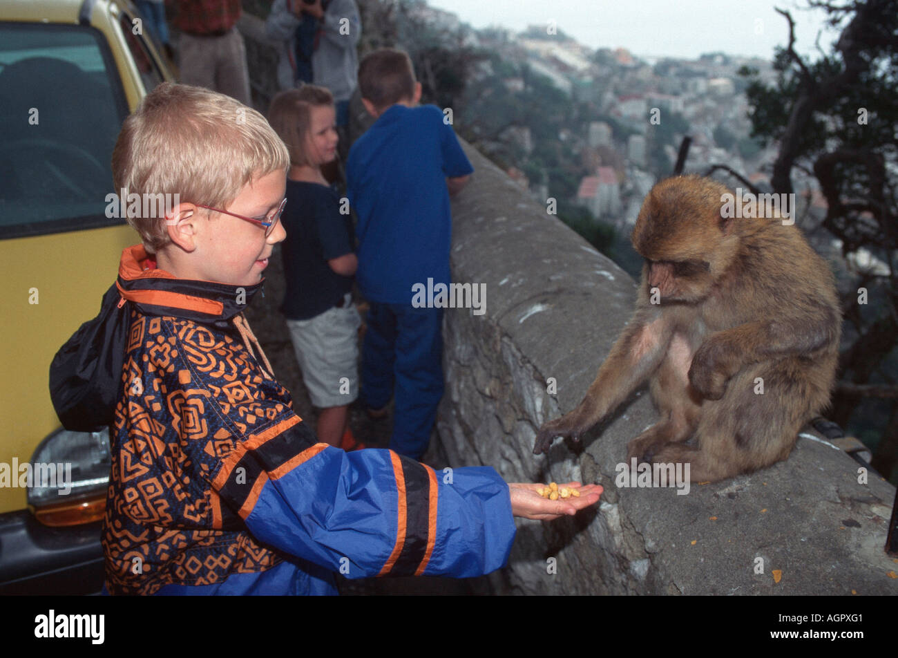 Blonde monkey hi-res stock photography and images - Alamy