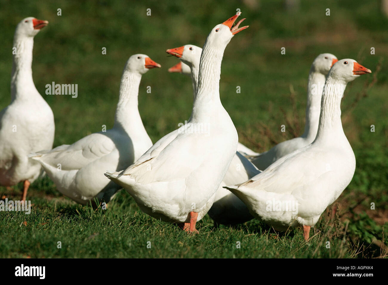 Hausgans High Resolution Stock Photography and Images - Alamy