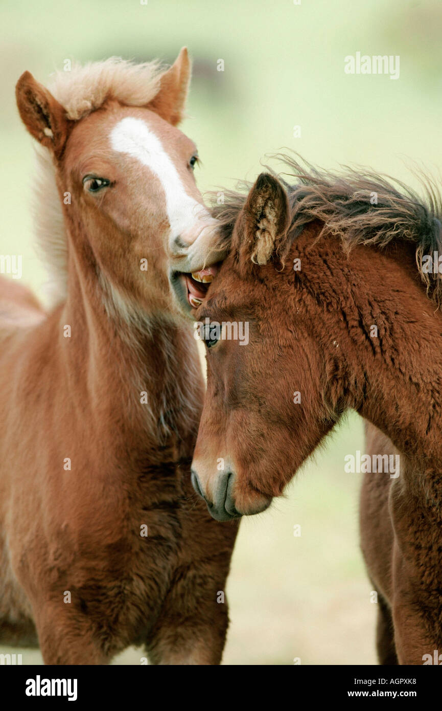 Islandic Horse / Islandpony / Islandpferd / Islaender Stock Photo - Alamy