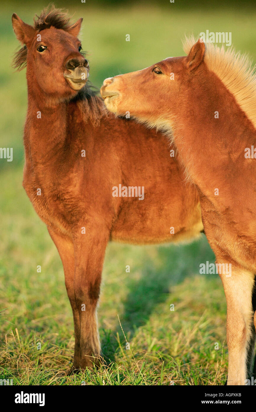 Islandic Horse / Islandpony / Islandpferd / Islaender Stock Photo - Alamy