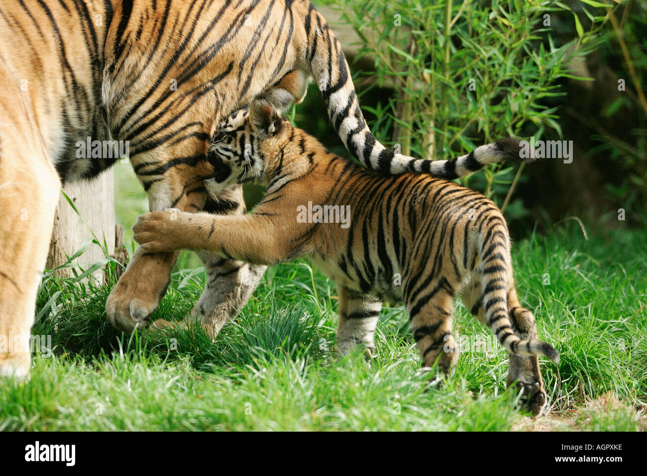 Sumatran Tiger / Sumatratiger Stock Photo - Alamy
