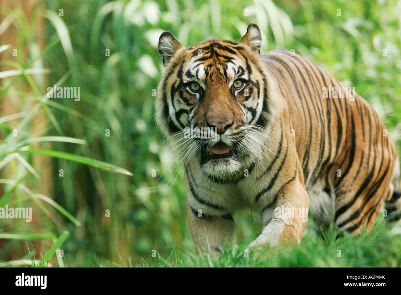 Sumatran Tiger / Sumatratiger Stock Photo - Alamy