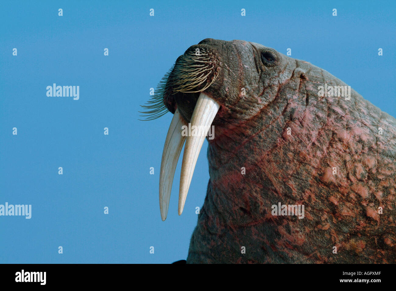 Nunavut canada walrus hi-res stock photography and images - Alamy