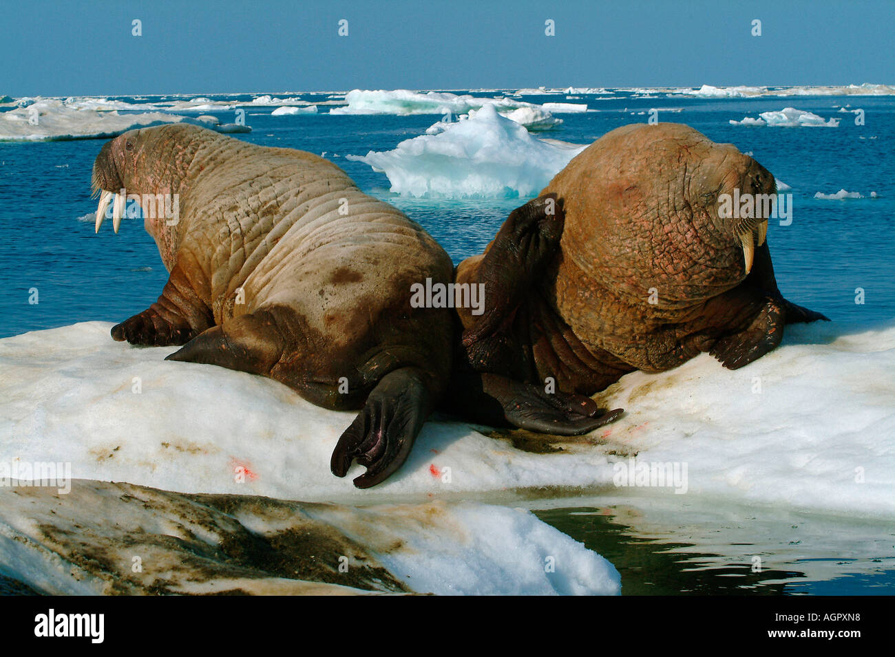 Pair walrus hi-res stock photography and images - Alamy