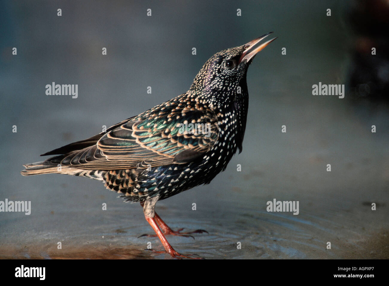 Common starling drinking hi-res stock photography and images - Alamy