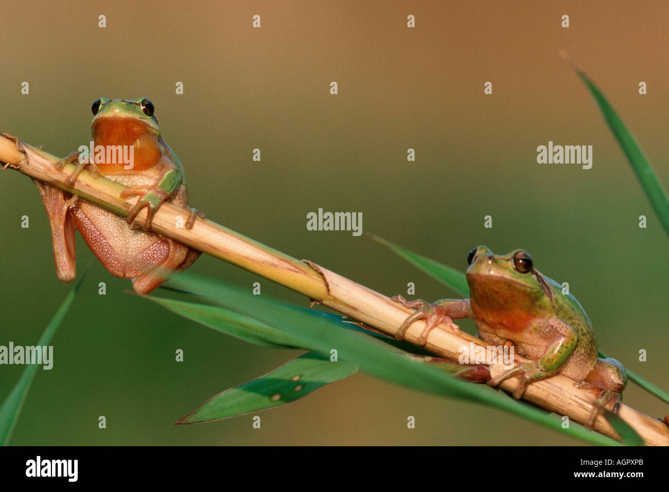Frog External Anatomy Sacral Hump