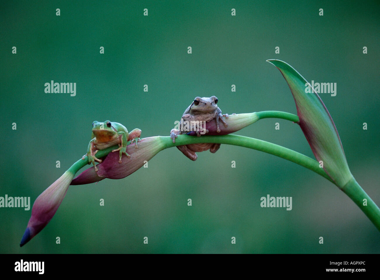 Stripeless Tree Frog / Mediterranean Treefrog Stock Photo - Alamy