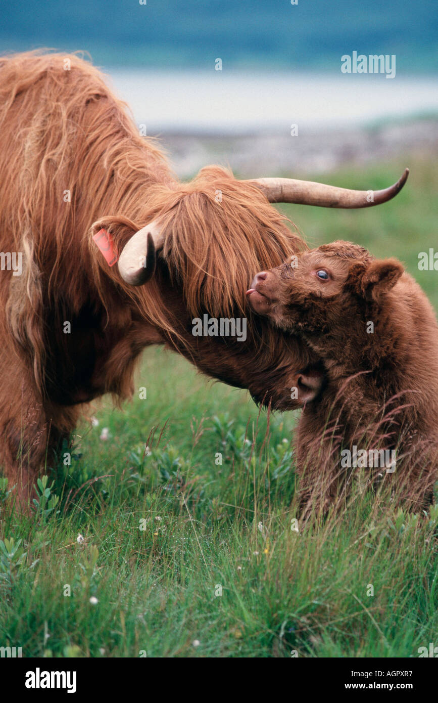 Scottish Highland Cattle Stock Photo - Alamy