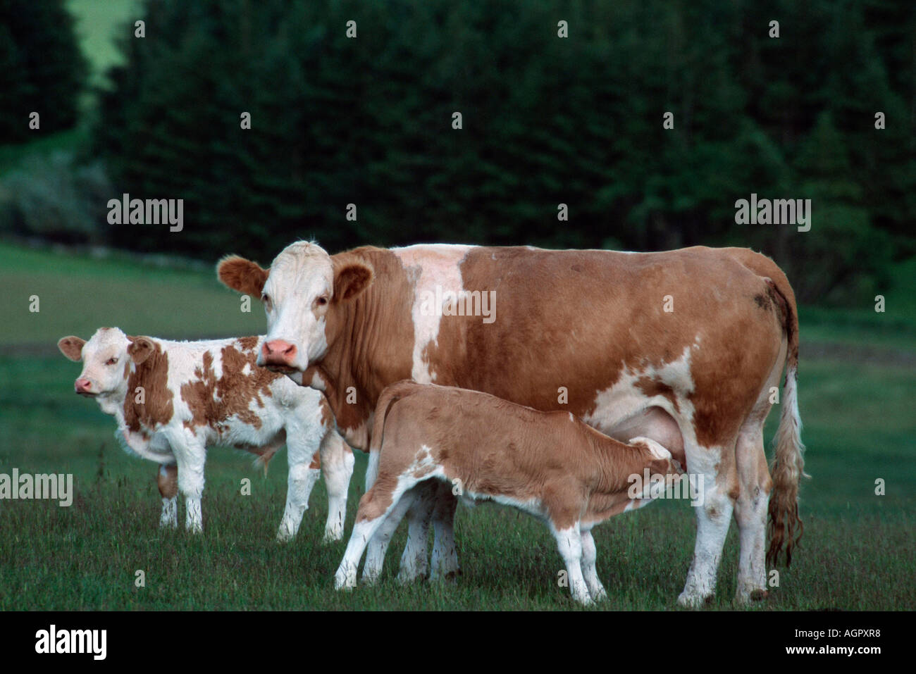 Simmental Cattle High Resolution Stock Photography and Images - Alamy