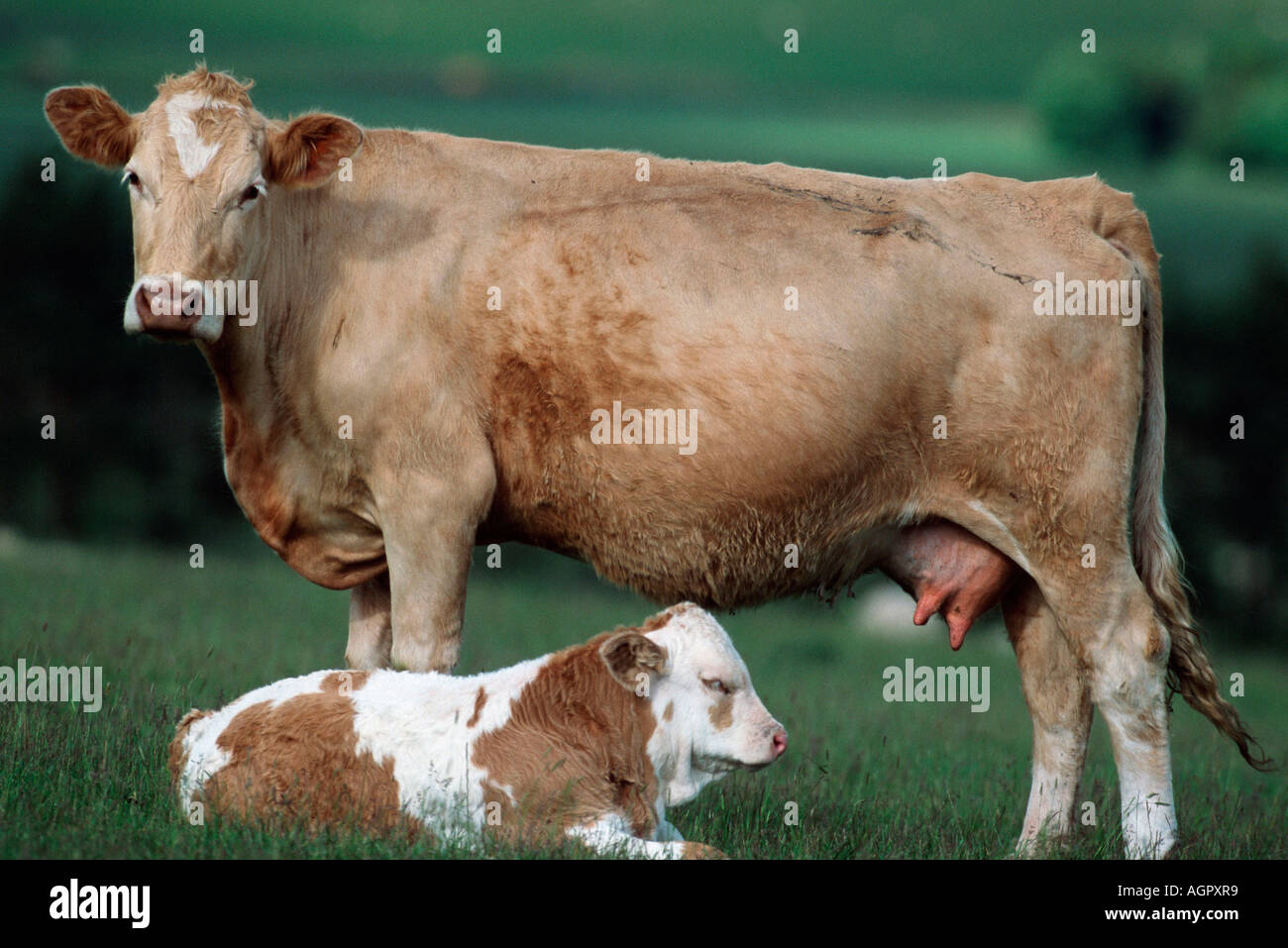 Simmental Cattle High Resolution Stock Photography and Images - Alamy