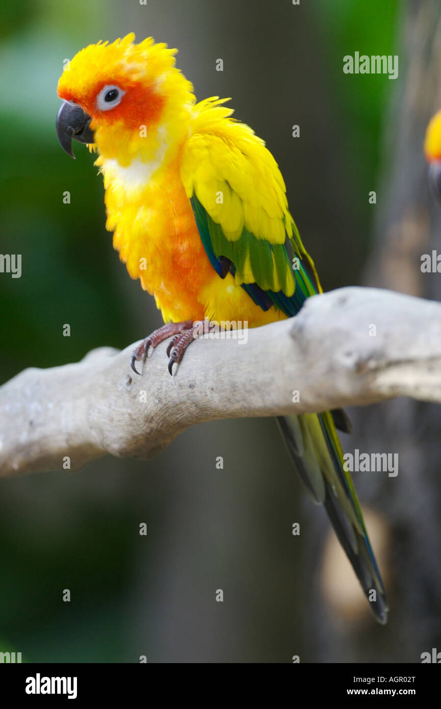 Sun Conures High Resolution Stock Photography and Images - Alamy