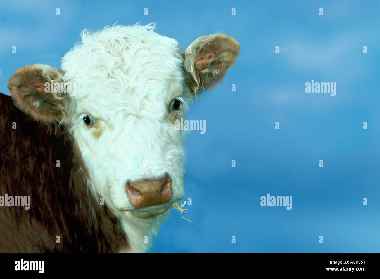 Angel Cow. Hereford calf cute white face making eye contact Stock Photo ...