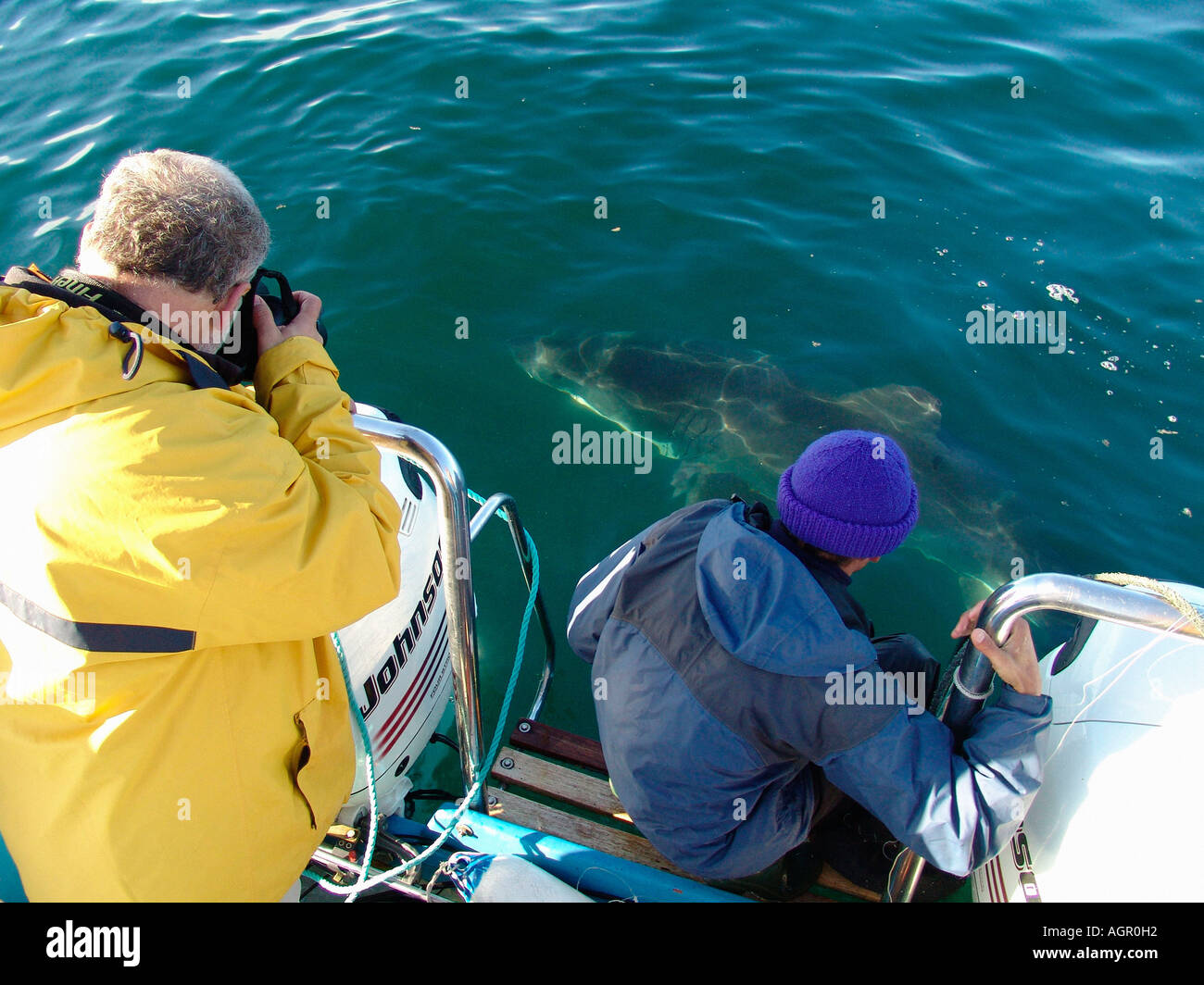 Great White Shark / White Pointer Stock Photo - Alamy