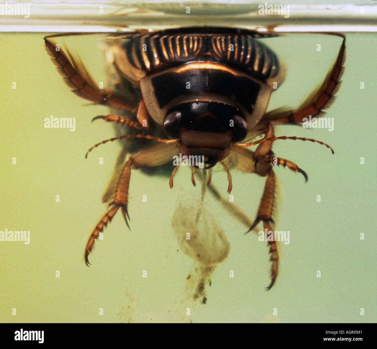 Female diving beetle hi-res stock photography and images - Alamy
