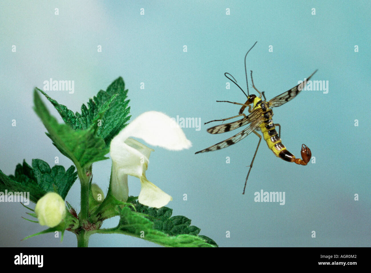 Common Scorpion Fly Stock Photo - Alamy
