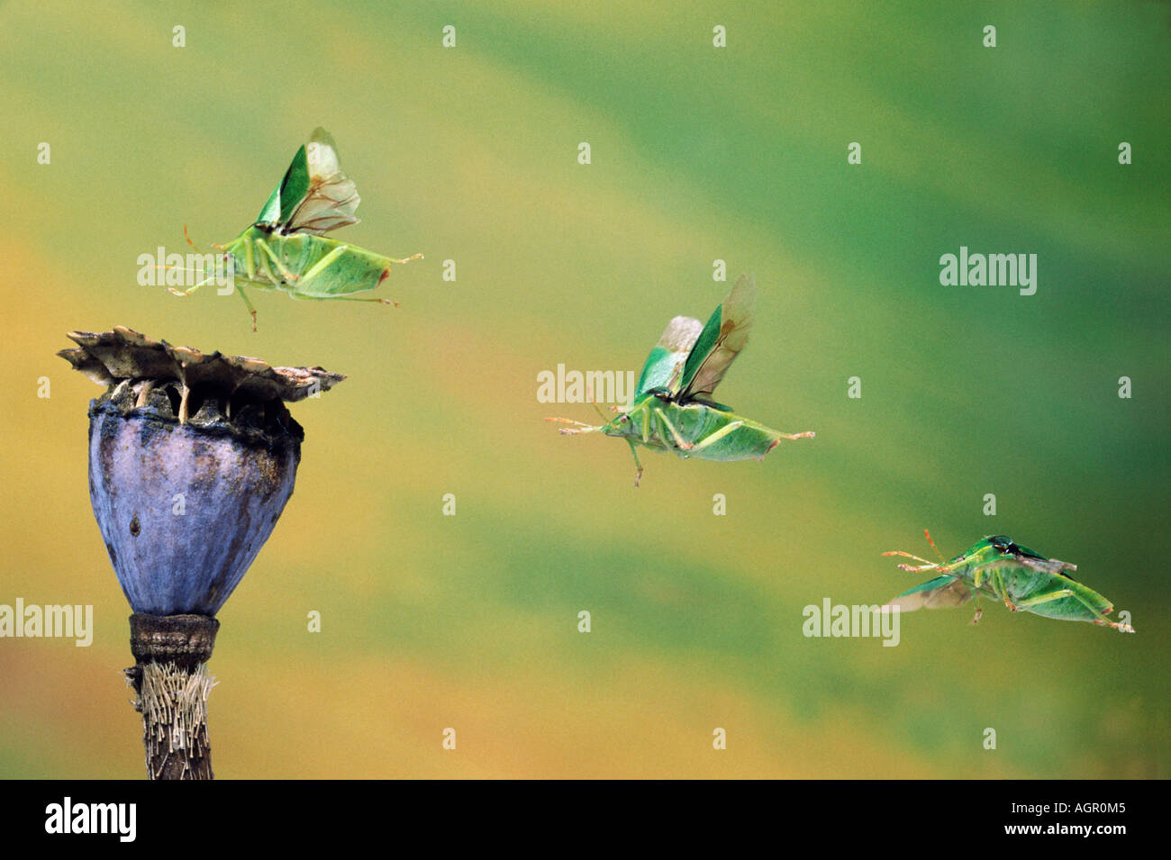 Stinkwanzen hi-res stock photography and images - Alamy