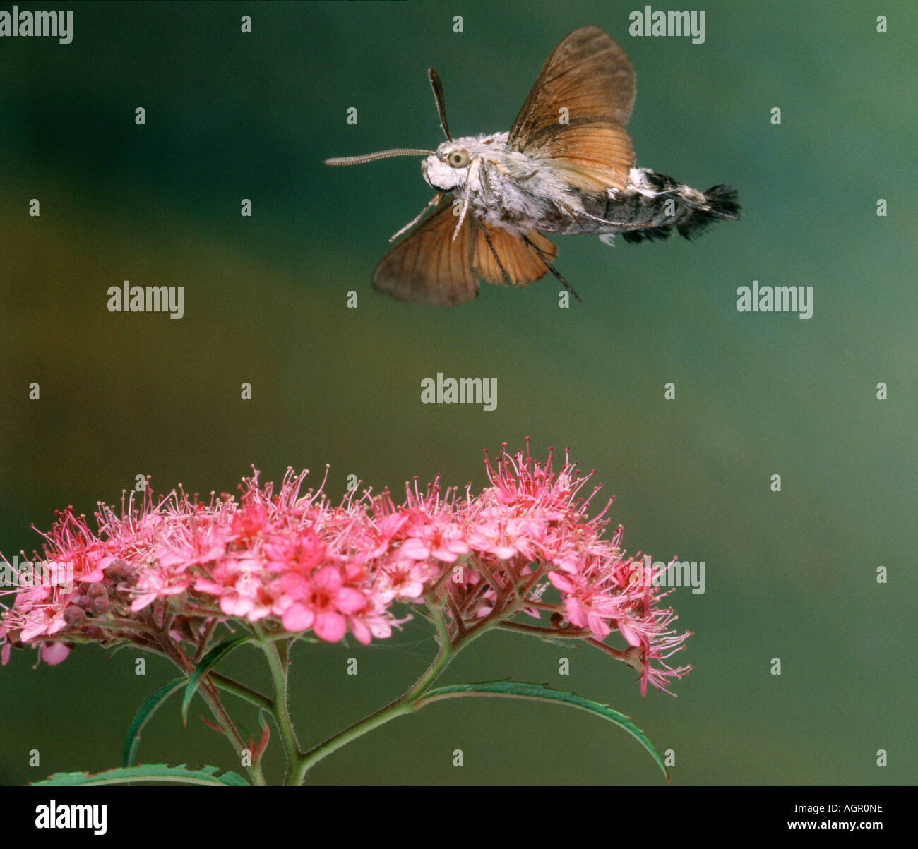 Humming bird moth hi-res stock photography and images - Alamy