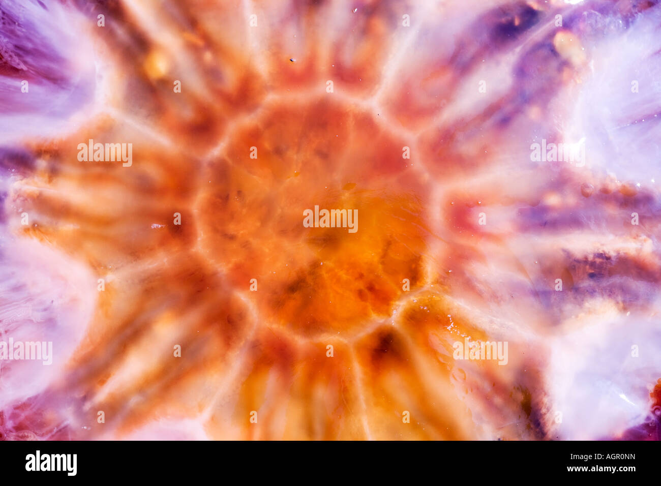 Baltic Jelly fish close up Stock Photo - Alamy