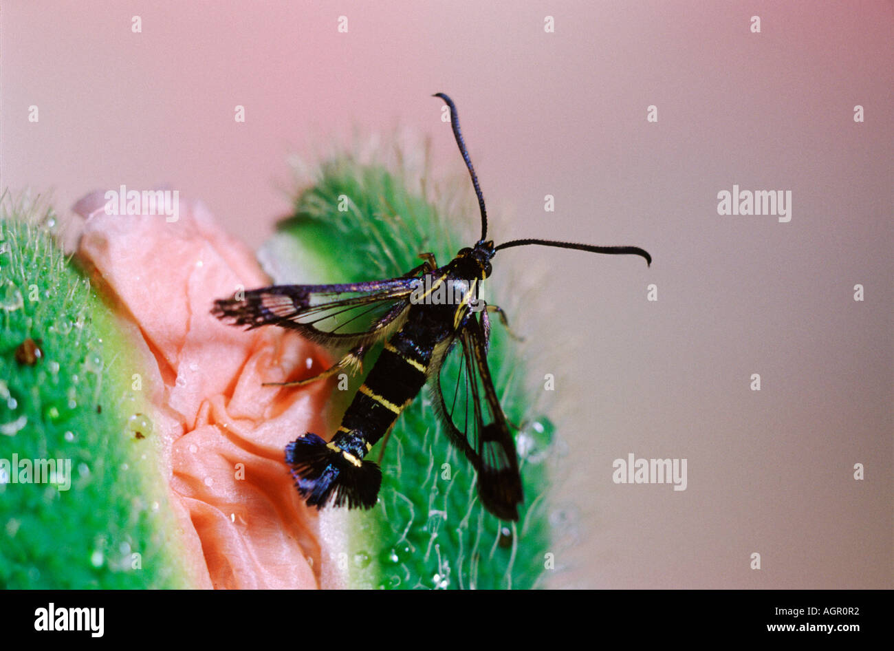 Glasfluegler hi-res stock photography and images - Alamy