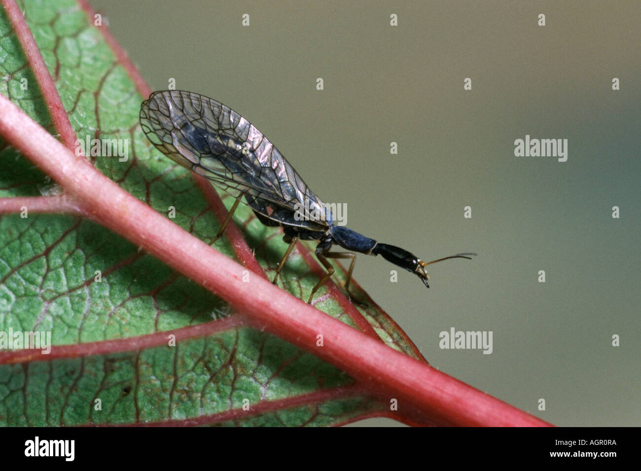 Snake Fly / Kamelhalsfliege Stock Photo - Alamy