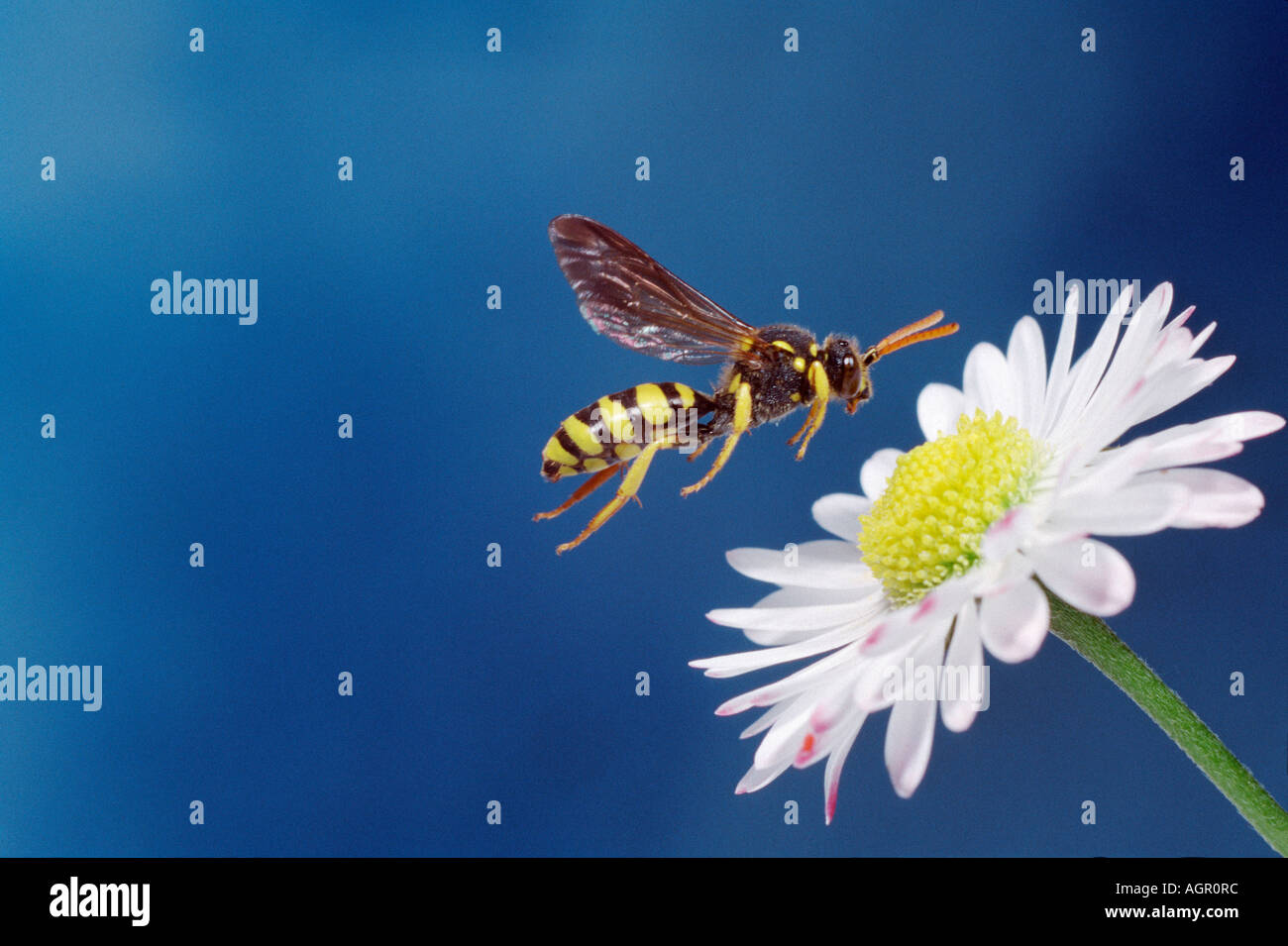Wasp / Wespe Stock Photo - Alamy