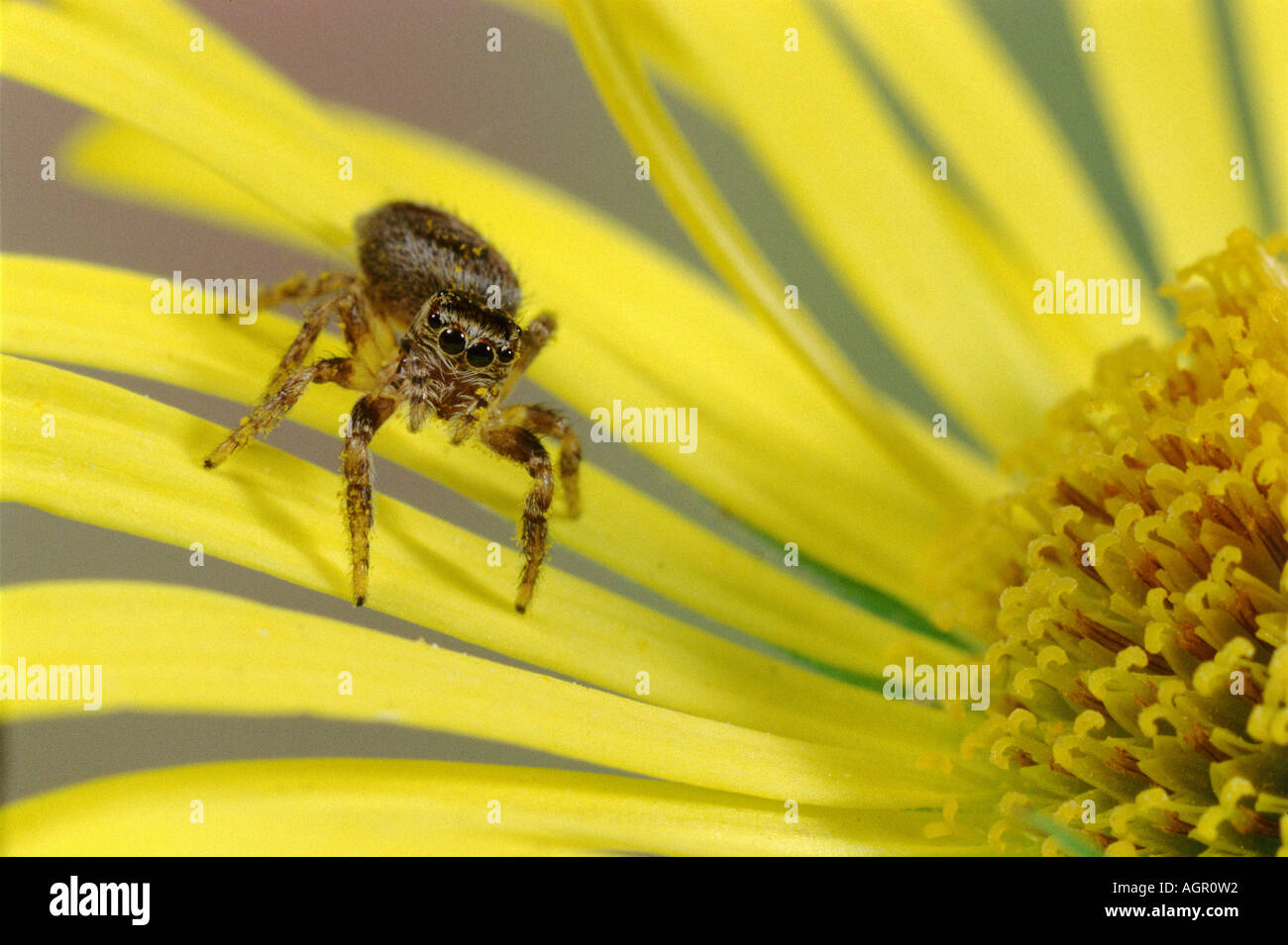 Jumping Spider / Springspinne Stock Photo - Alamy