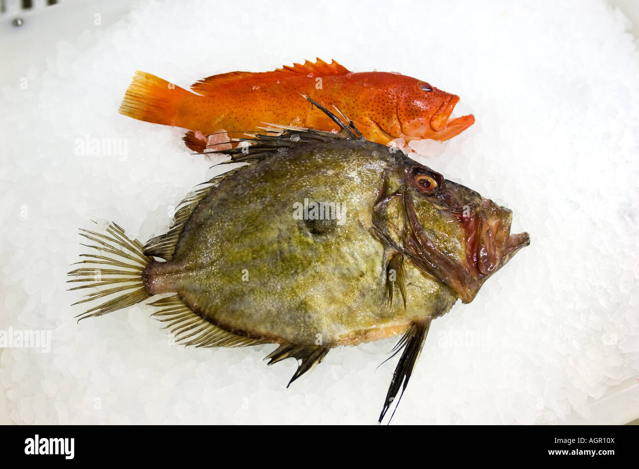 PIC BY DAVID BURGES A variety of fish at the fish market Birmingham ...