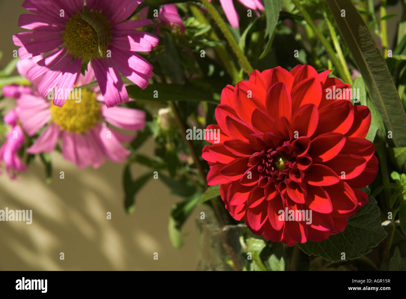 Dahlia deep red flower hi-res stock photography and images - Alamy