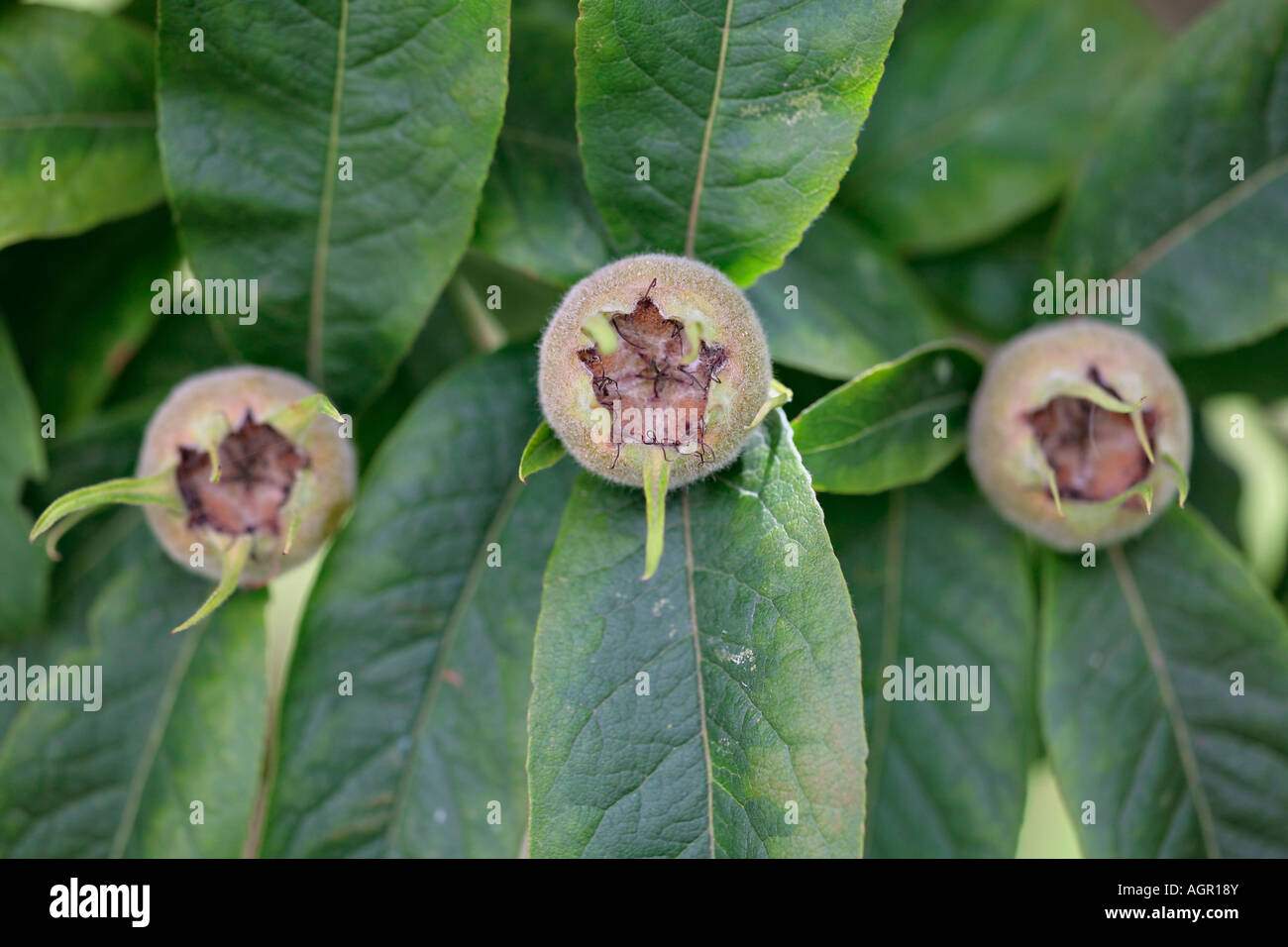 Ripe Medlar Tree (Mespilus germanica) fruits Stock Photo - Alamy