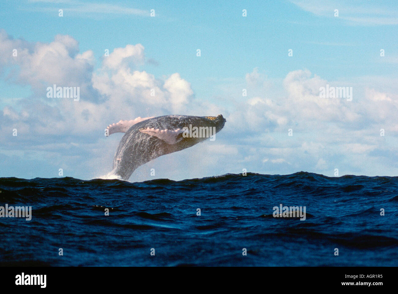 Dominican republic whales hi-res stock photography and images - Alamy