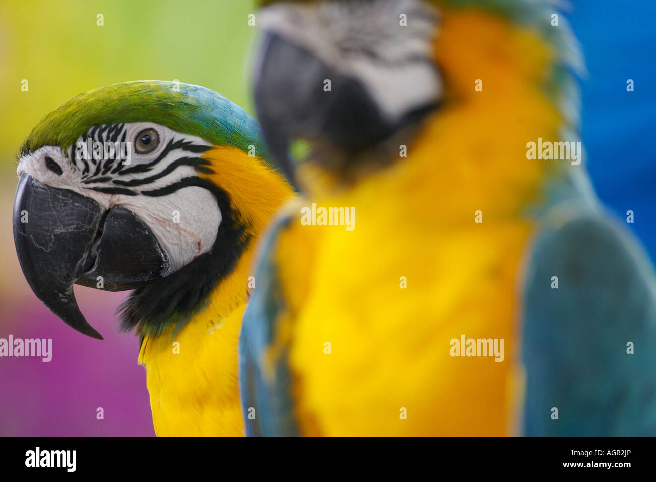 Blue & Yellow Macaw Stock Photo - Alamy
