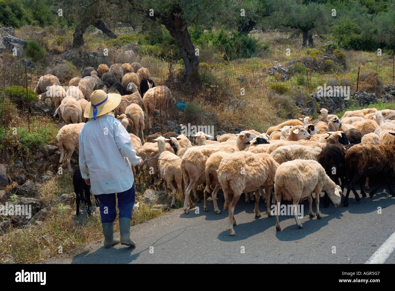 Shepherd with flock of sheep Stock Photo - Alamy