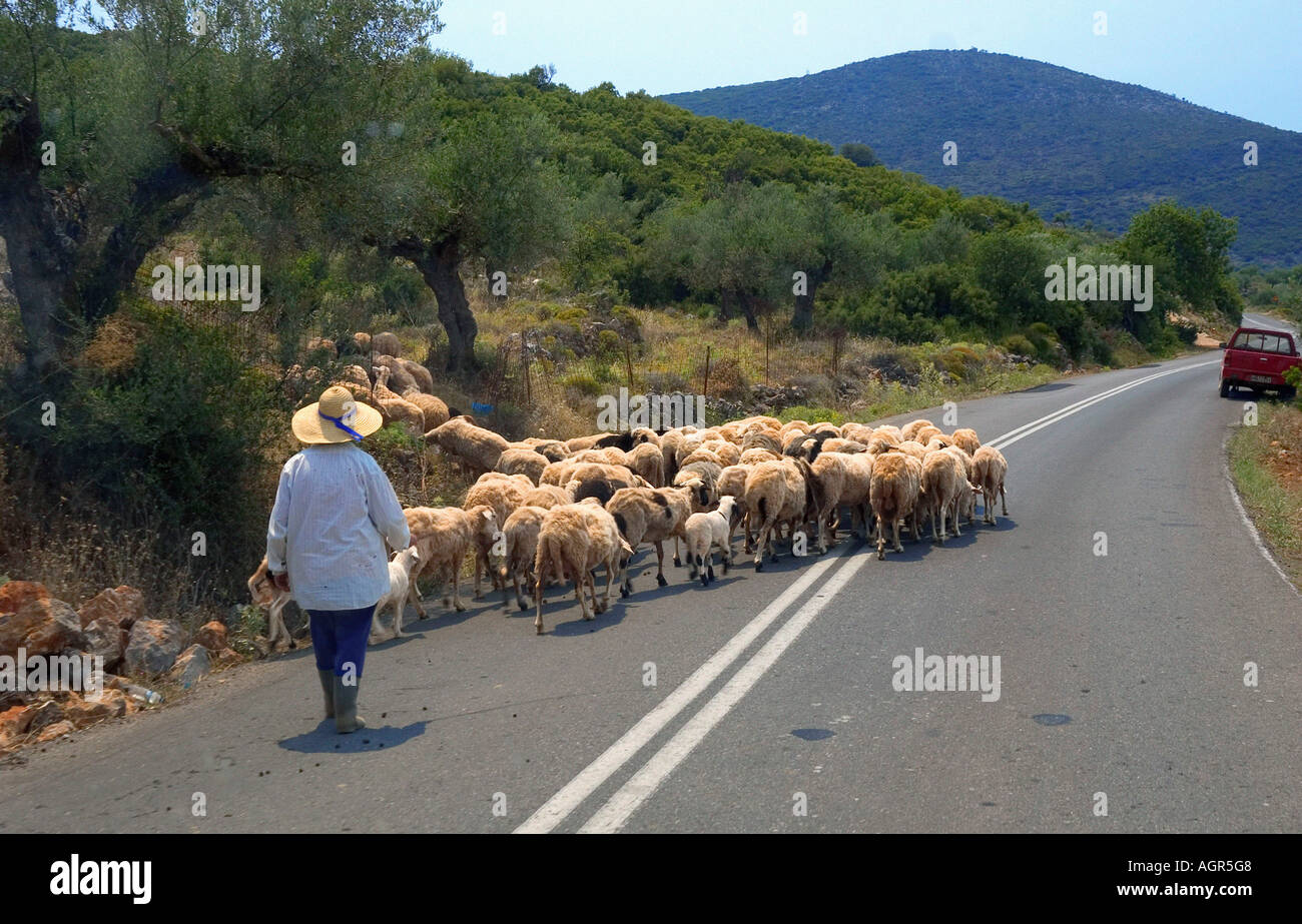 Shepherd with flock of sheep Stock Photo - Alamy