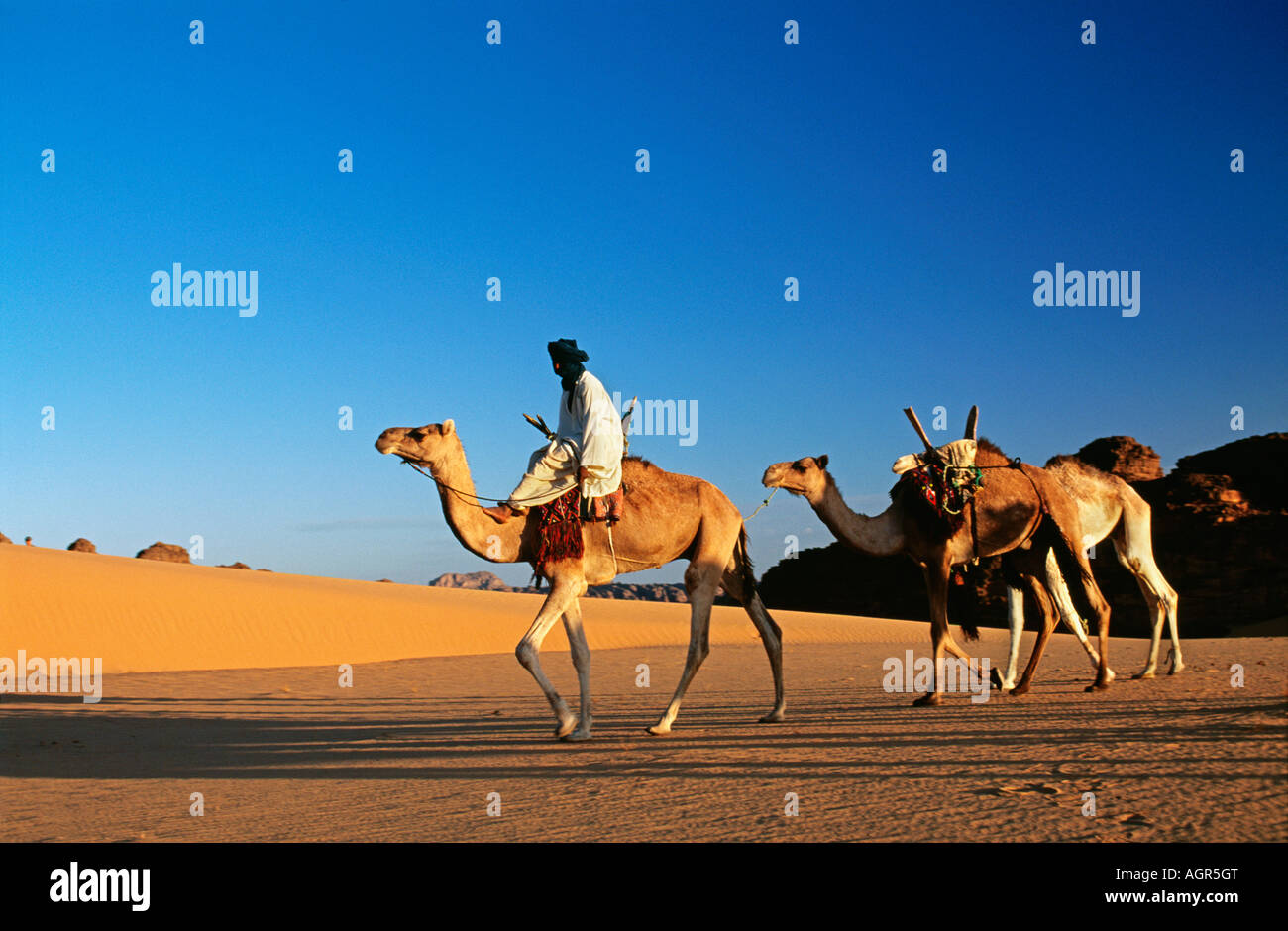 Libya, Ghat, Man of Tuareg tribe with camels Stock Photo - Alamy