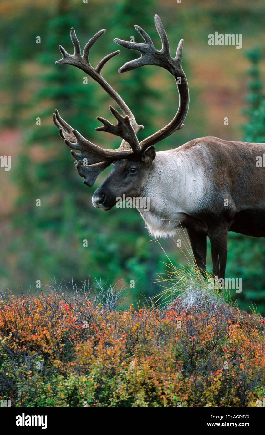 Barren Ground Caribou / Reindeer Stock Photo - Alamy