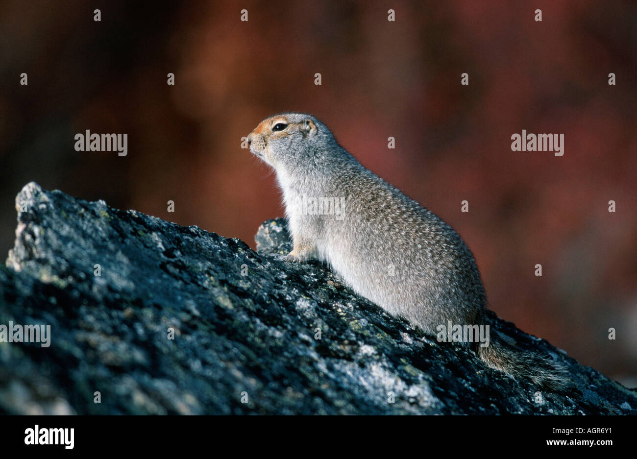 Arctic Ground Squirrel Stock Photo - Alamy
