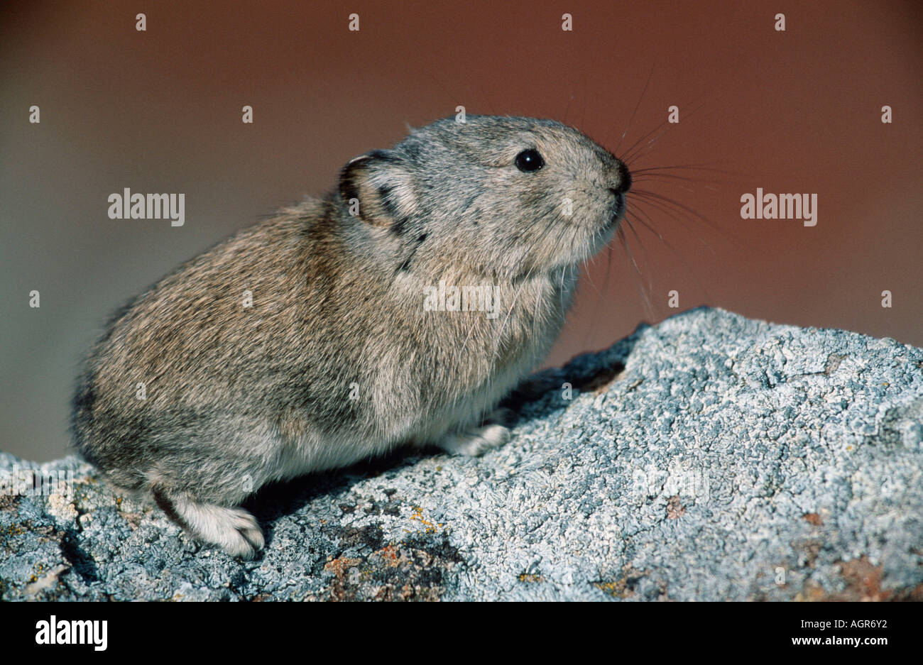 Collared pika alaska hi-res stock photography and images - Alamy