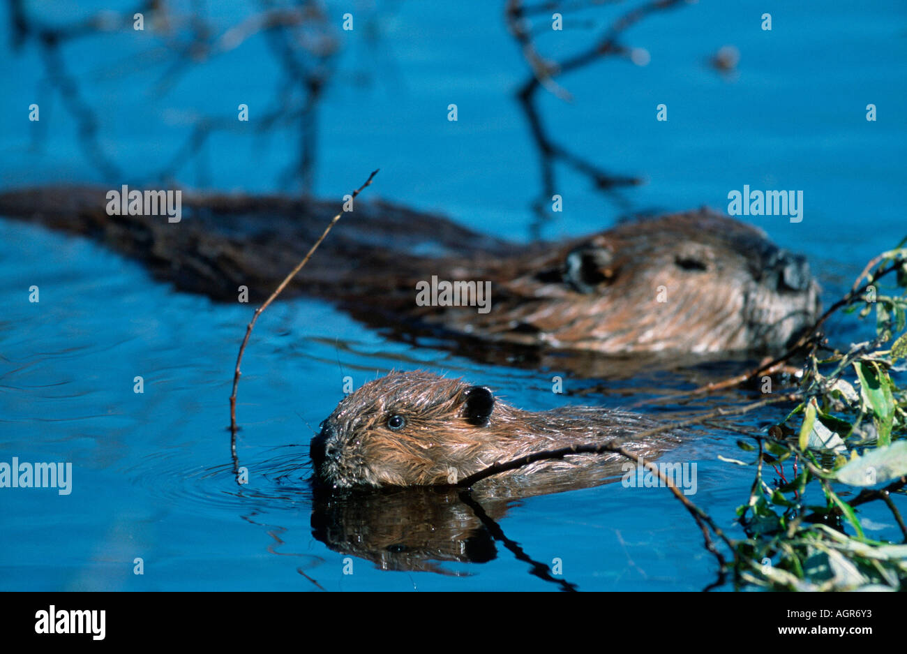 North American Beaver Stock Photo - Alamy