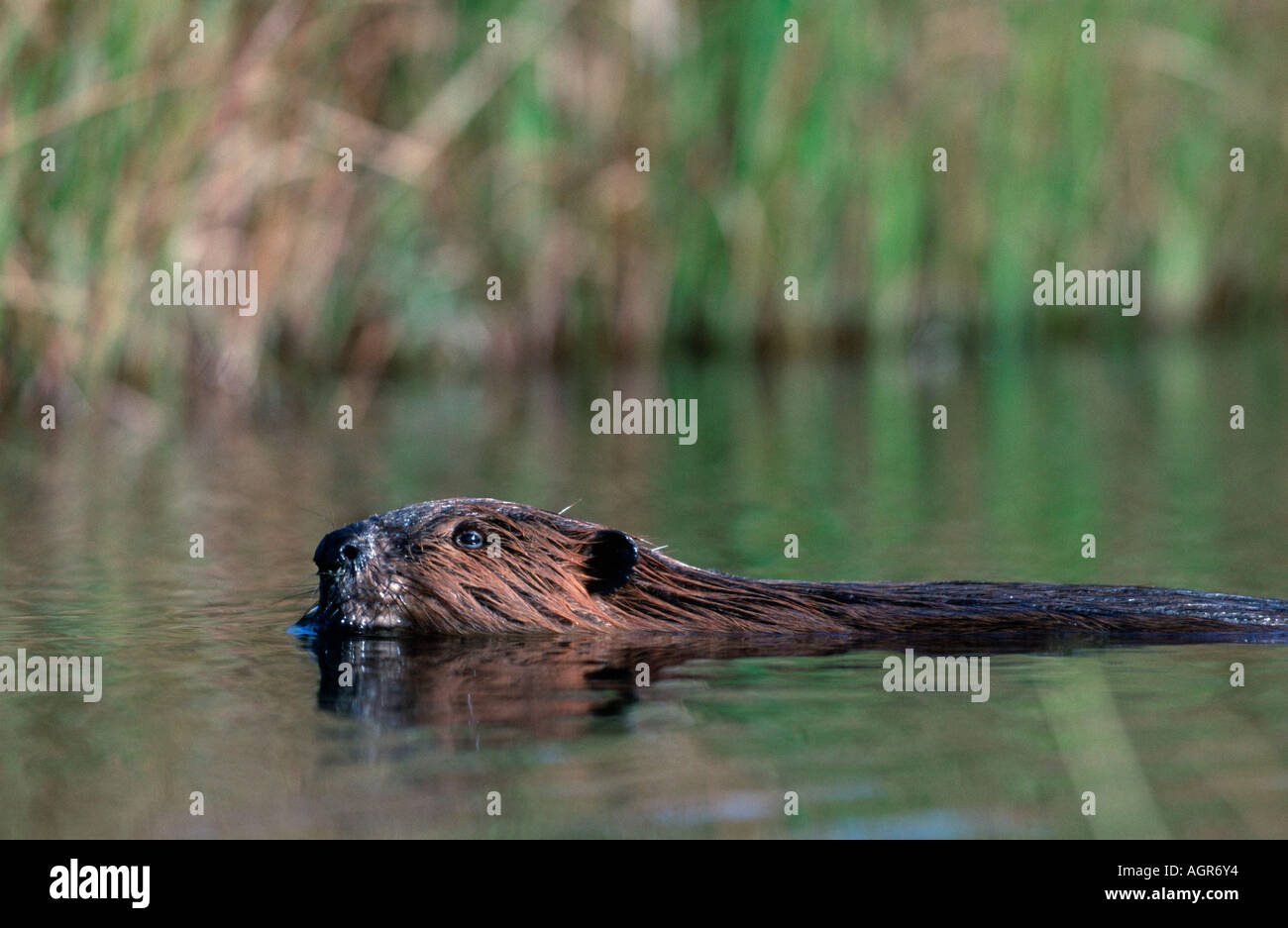North American Beaver Stock Photo - Alamy