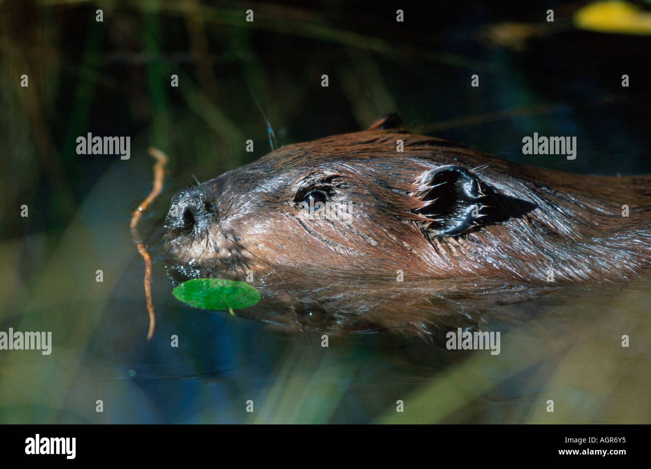 North American Beaver Stock Photo - Alamy