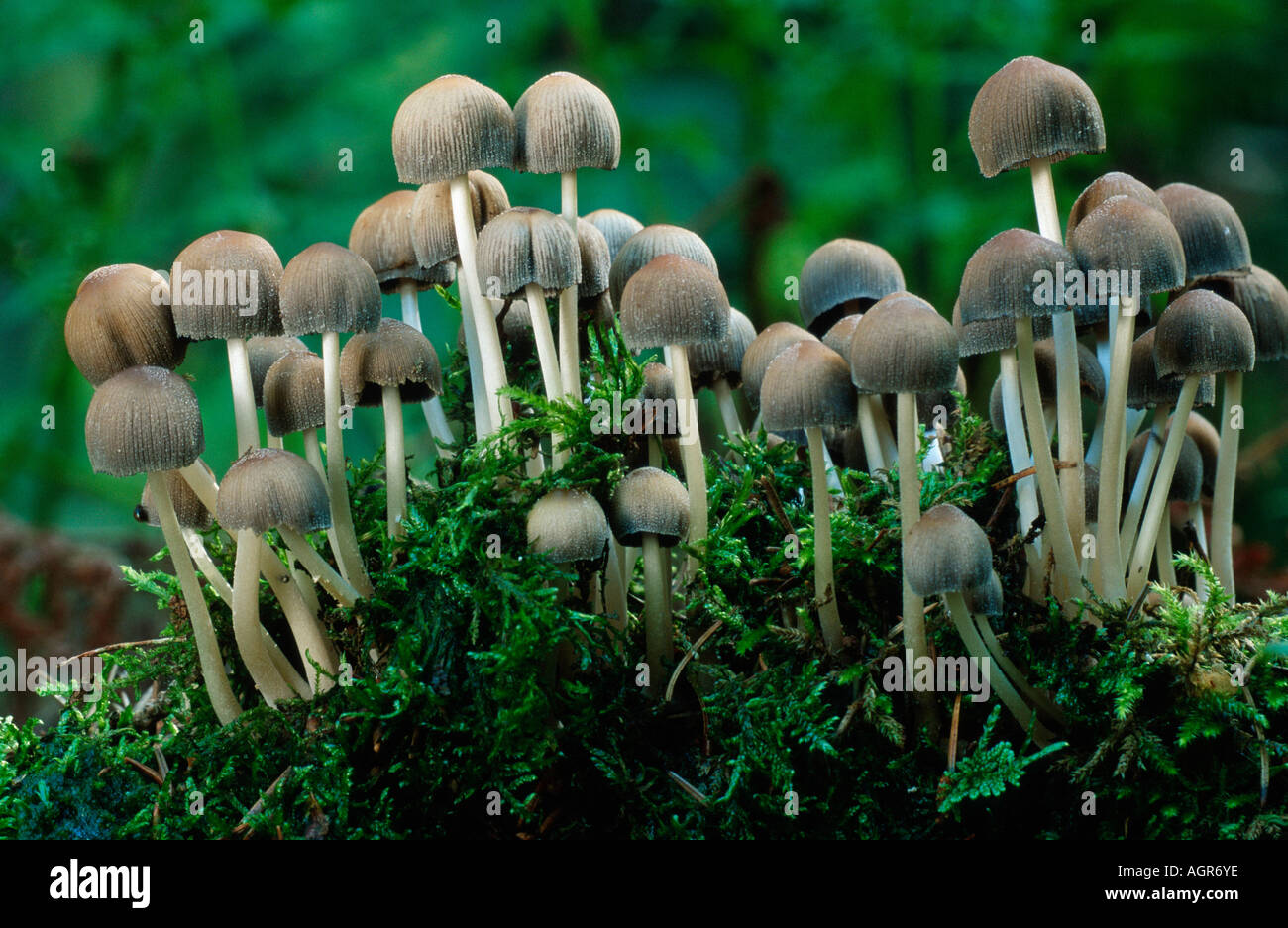 Fairy ink cap hi-res stock photography and images - Alamy
